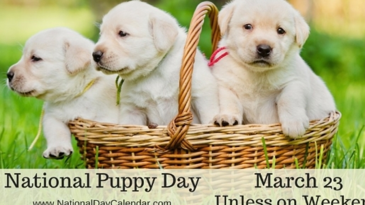 The origin for National Puppy Day allows you to appreciate & love your dog
