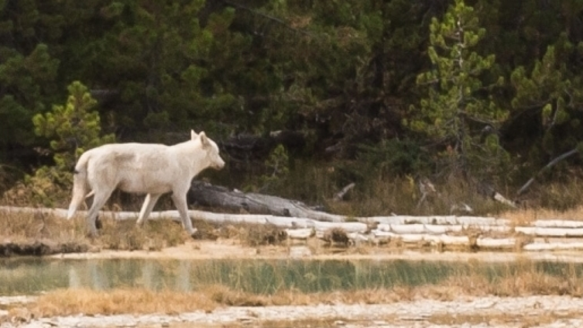 Rare white wolf shot at Yellowstone National Park, $10,000 reward offered