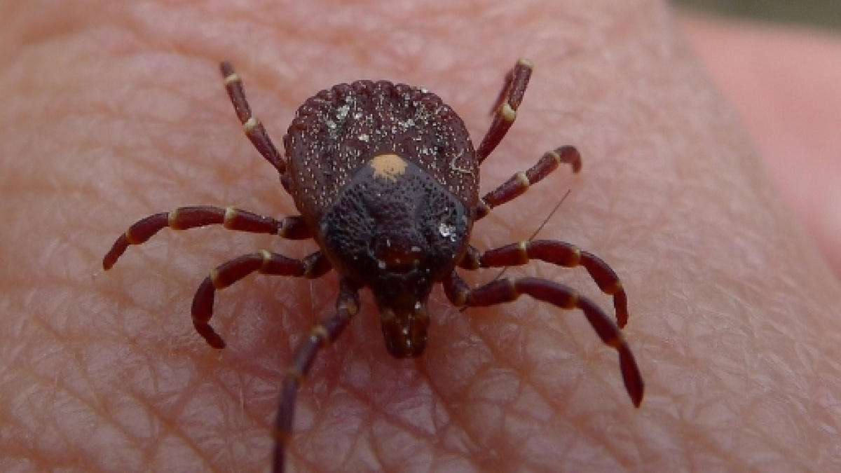 Climate change might drive a third of the Earth’s parasite species to ...